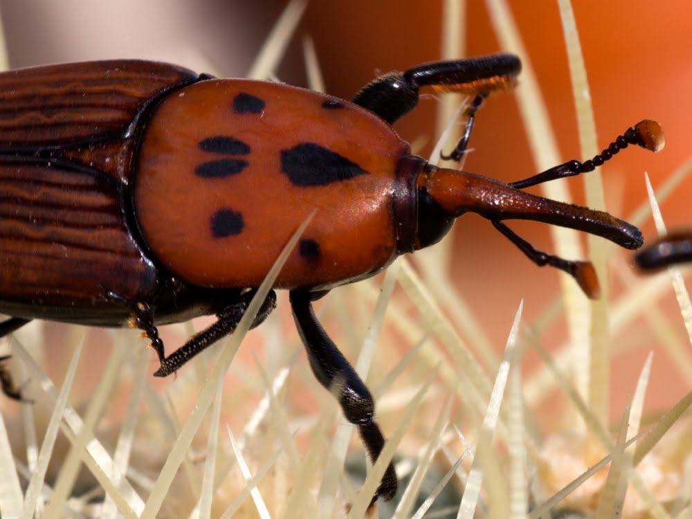 CLUB FOTOGRÁFICO 76 JUAN RIVERA- Puerto Real: E famoso picudo rojo.