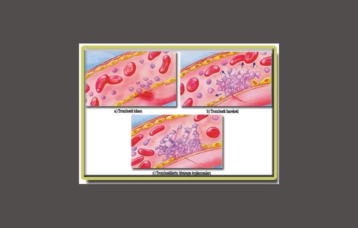 Trombosit : Pengertian, Struktur, Fungsi, Proses Terbentuknya | Markas ...