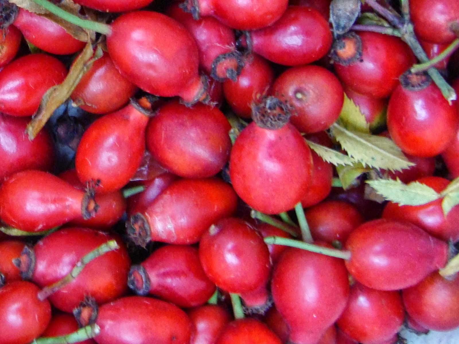 ATELIER DE DECOUVERTE DES PLANTES AROMATIQUES ET MEDICINALES ...