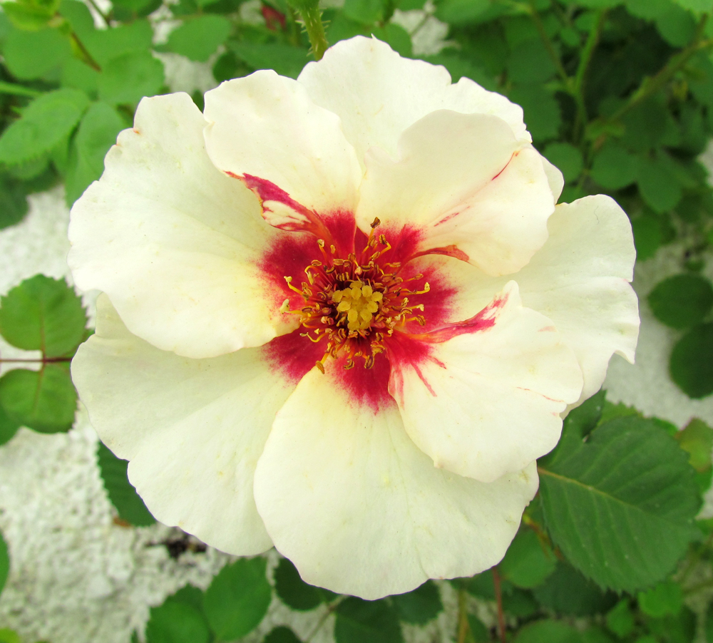 Rose Hybridizing: More Hulthemia Blooms
