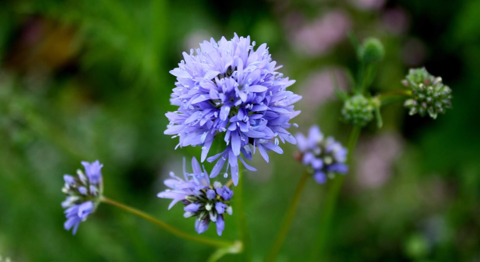 Jardin à Welekete: Gilia capitata