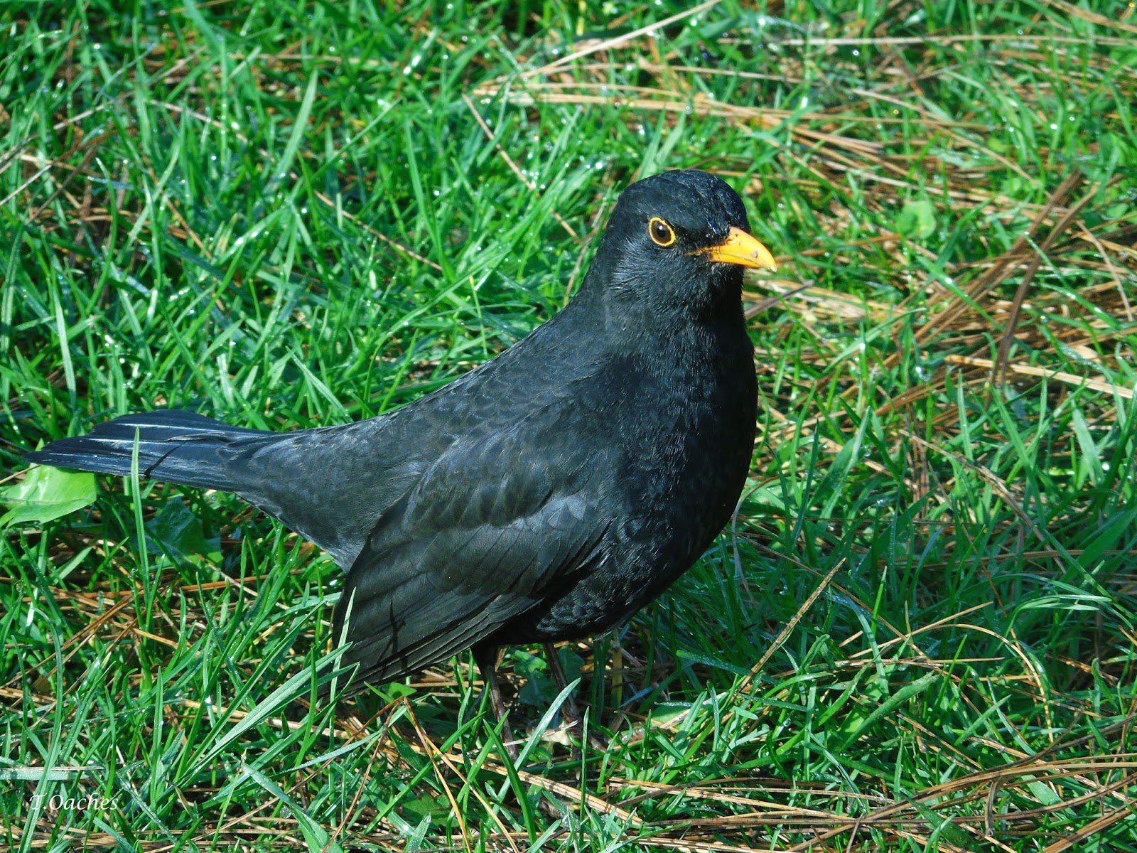 PASARI DIN ROMANIA: MIERLA (1), Turdus merula