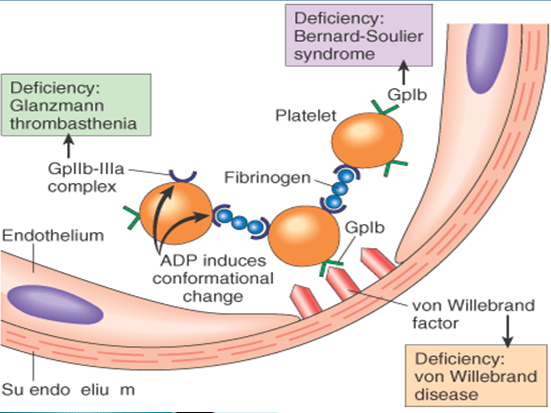Platelet Aggregation | Medical laboratory science, Cardiovascular ...