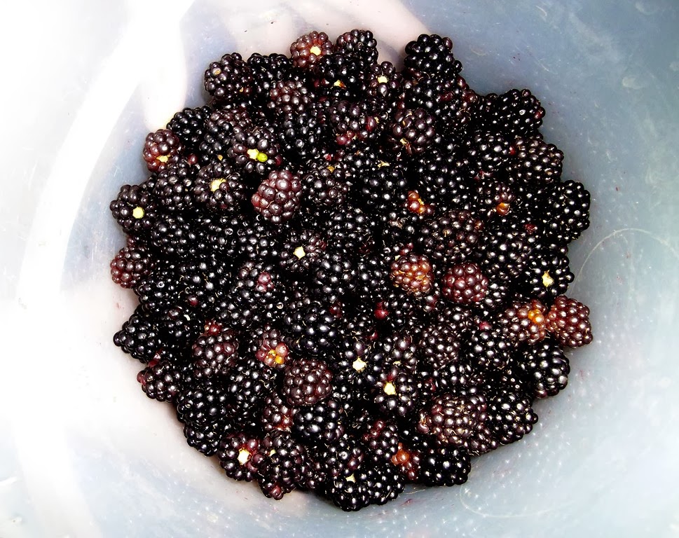 Species of UK: Week 31: Bramble (‘Rubus fruticosus’)