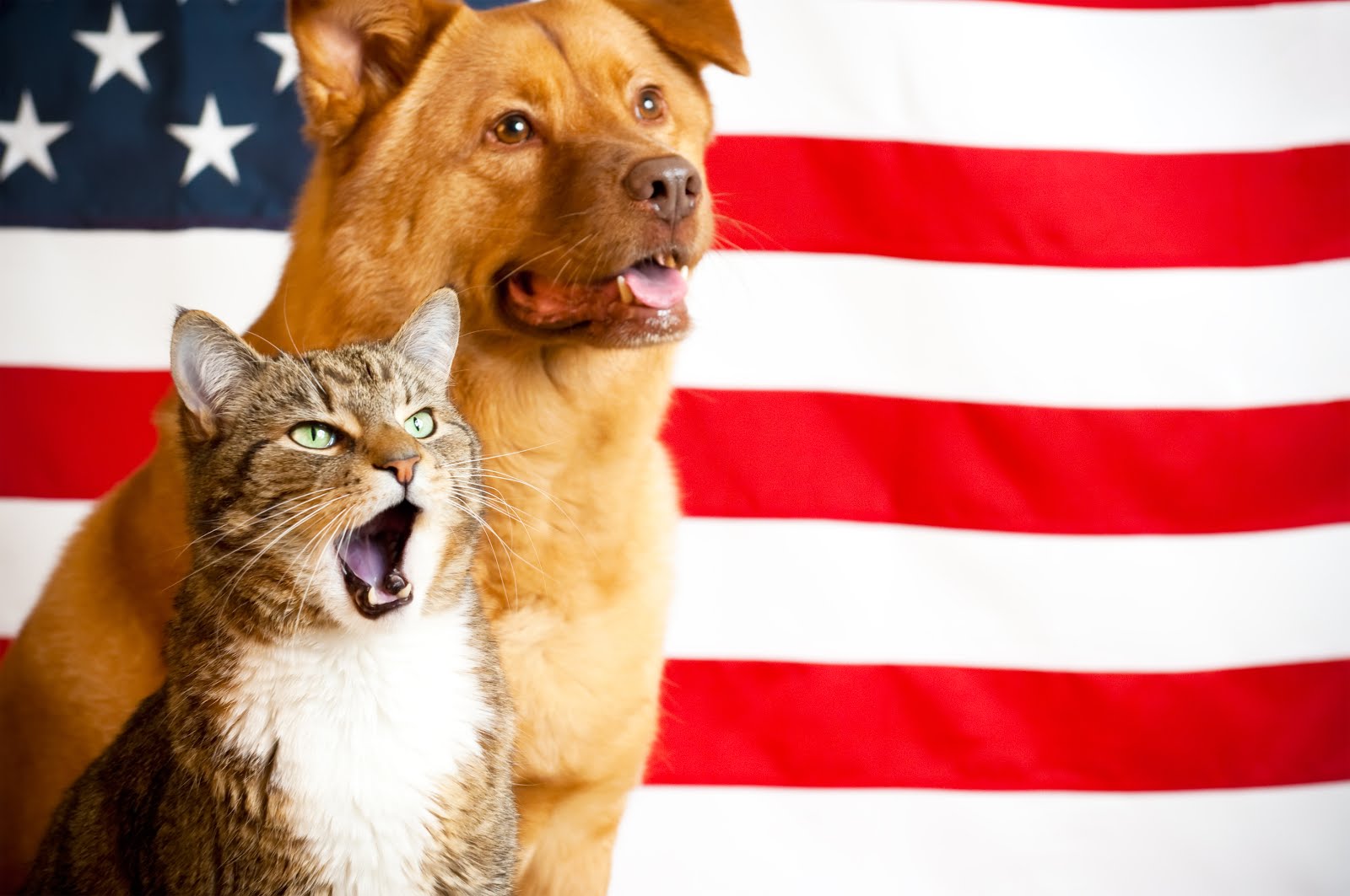 Berkeley Heights Animal Hospital: Famous Military Animals