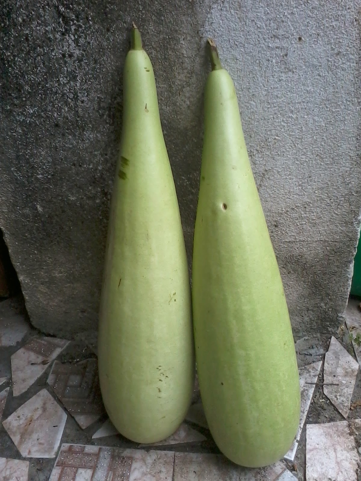 Natureza Natural: CABAÇA DOCE