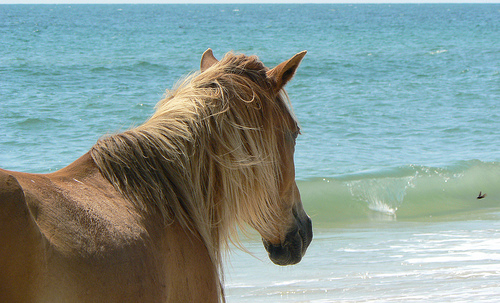 critter glitter: pretty pretty ponies.