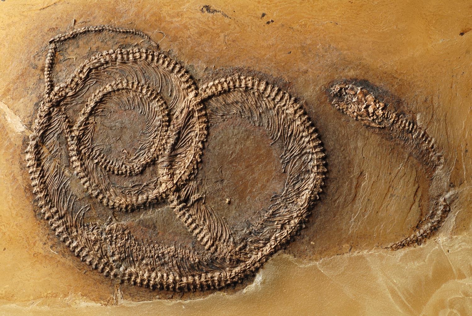 Species New to Science: [Paleontology • 2016] Fossil Snake ...