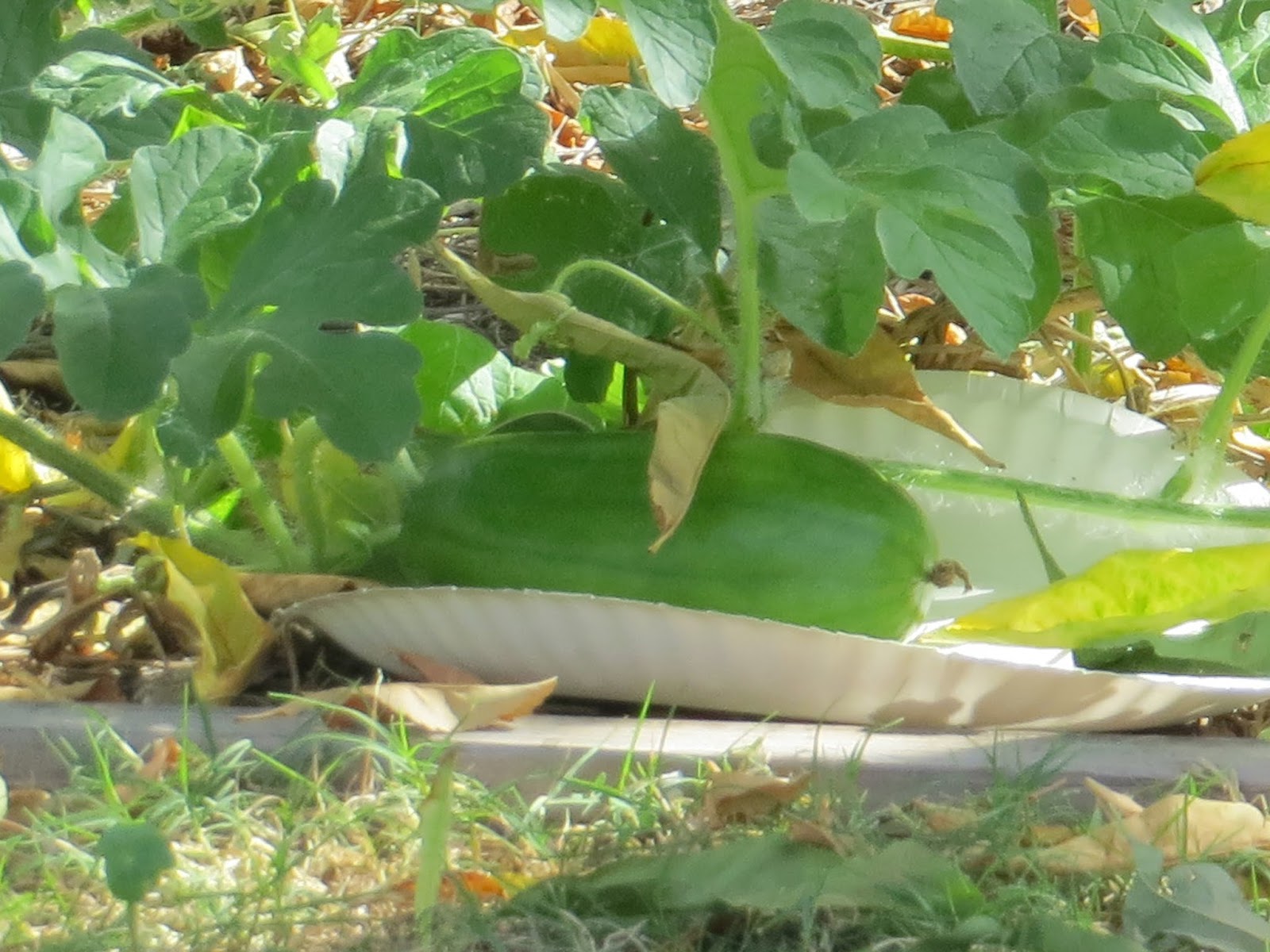 Edible Herbs, Flowers & Other Edibles - Grow Your Own Dinner!: Let me ...