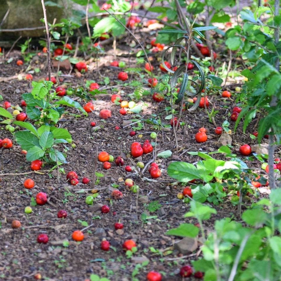 Hiking Curaçao - Flora and Fauna: Shimaruku berries