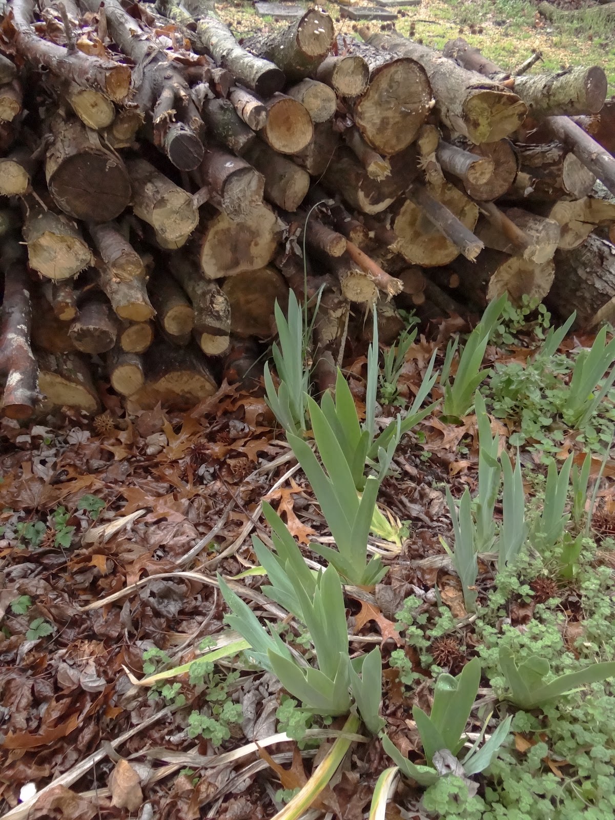 Prinked Projects and Pretty Things: Garden Beginnings
