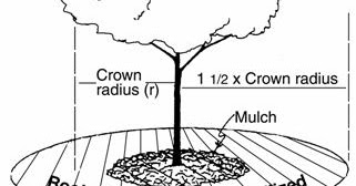 How to fertilize trees