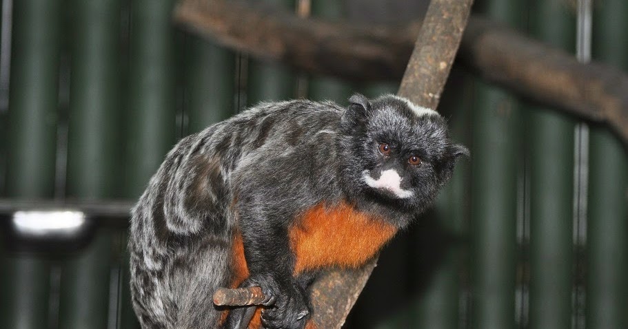 ZOOTOGRAFIANDO (6.100 ANIMALS): TAMARINO LABIADO / WHITE-LIPPED TAMARIN ...