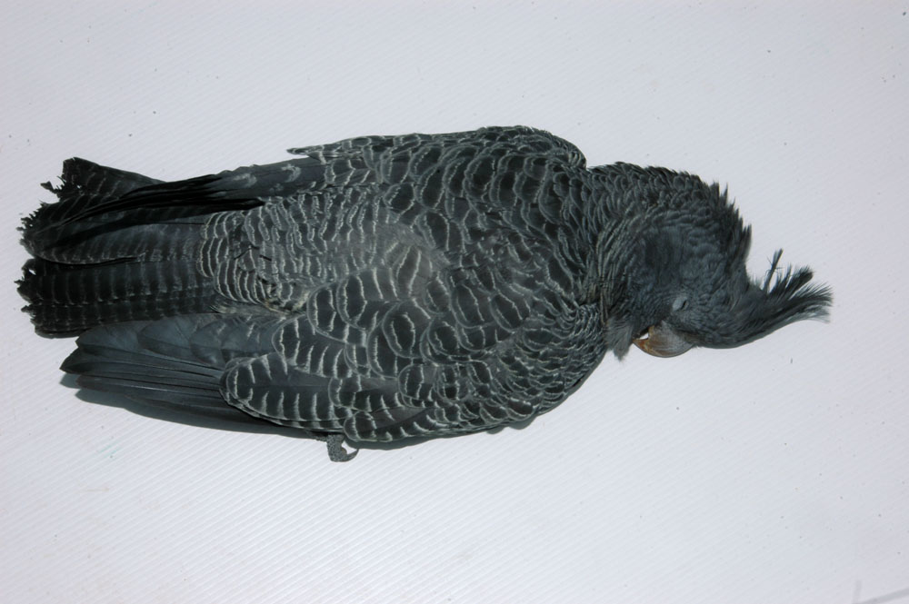 The Nature of Robertson: Gang-gang Cockatoo hit by car.