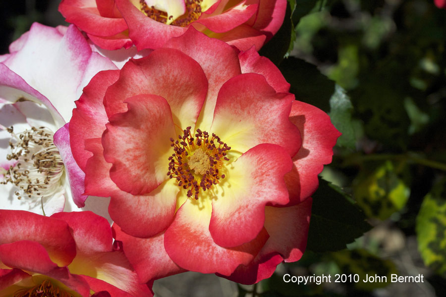 Maplewood Rose Garden Pictures