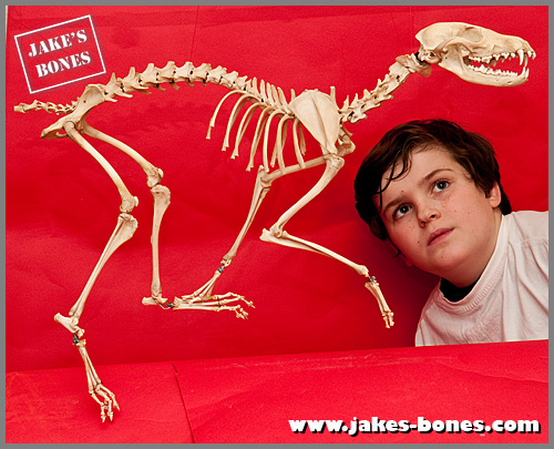 My finished rearticulated fox skeleton ! : Jake's Bones