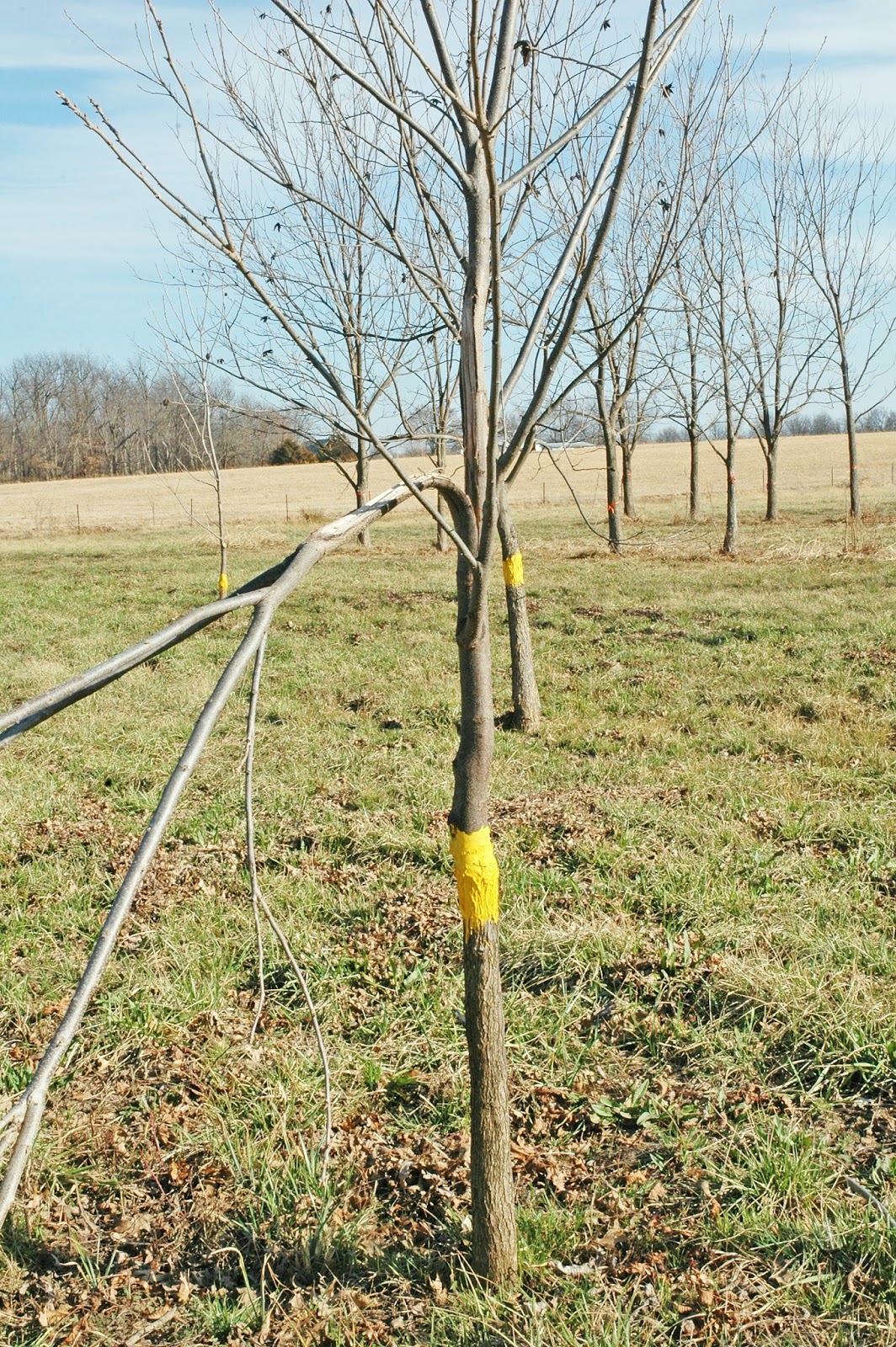 Northern Pecans: Narrow crotch tear-out