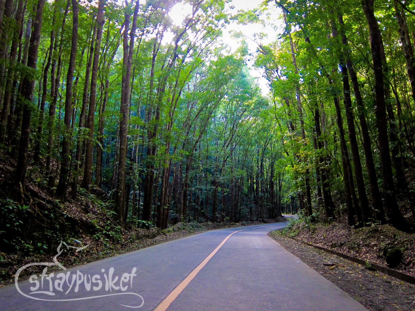 Bohol-Cebu Chronicles: Bohol Countryside Tour