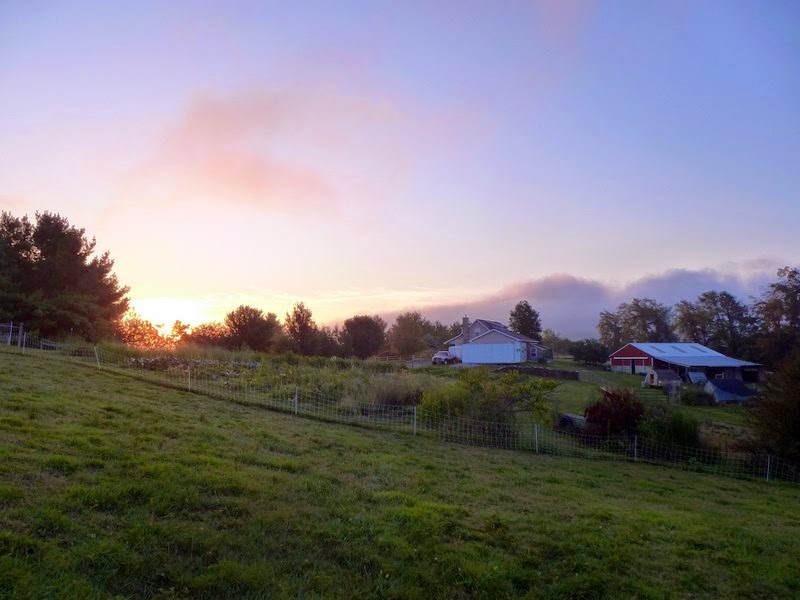 Homestead Hill Farm: Sunday Walkabout 8-3