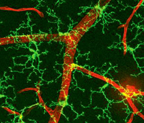 Le Cerveau de l'Enfant et de l'Adolescent: La Microglie