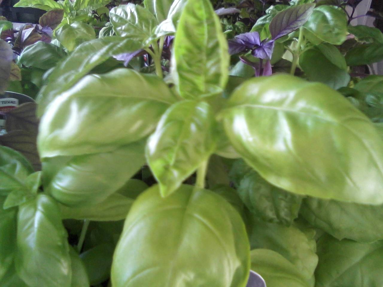 ~ Hidden Realms ~: ~Blissful Basil~