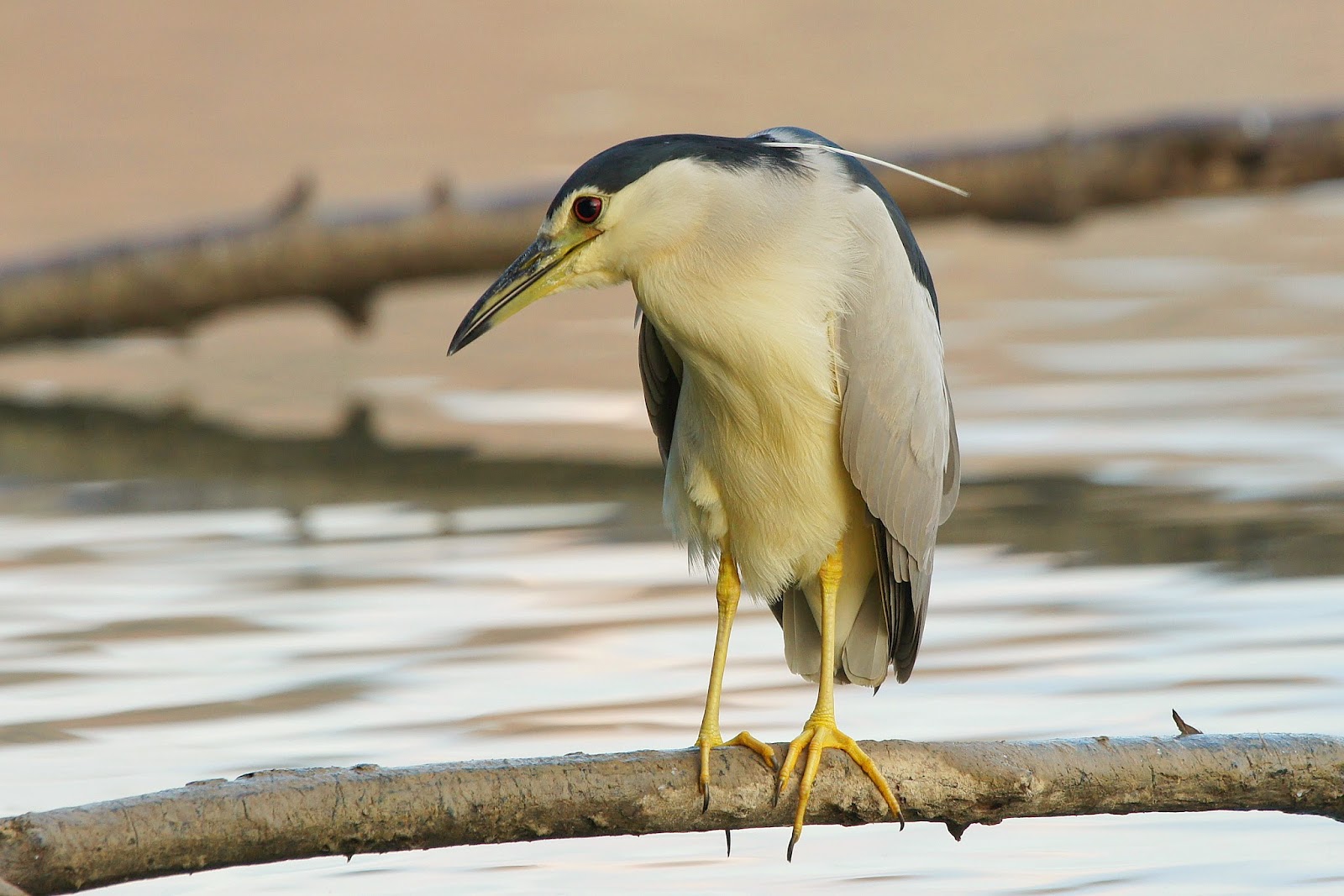 Pasión por las aves: Martinete común.(Nycticorax nycticorax)