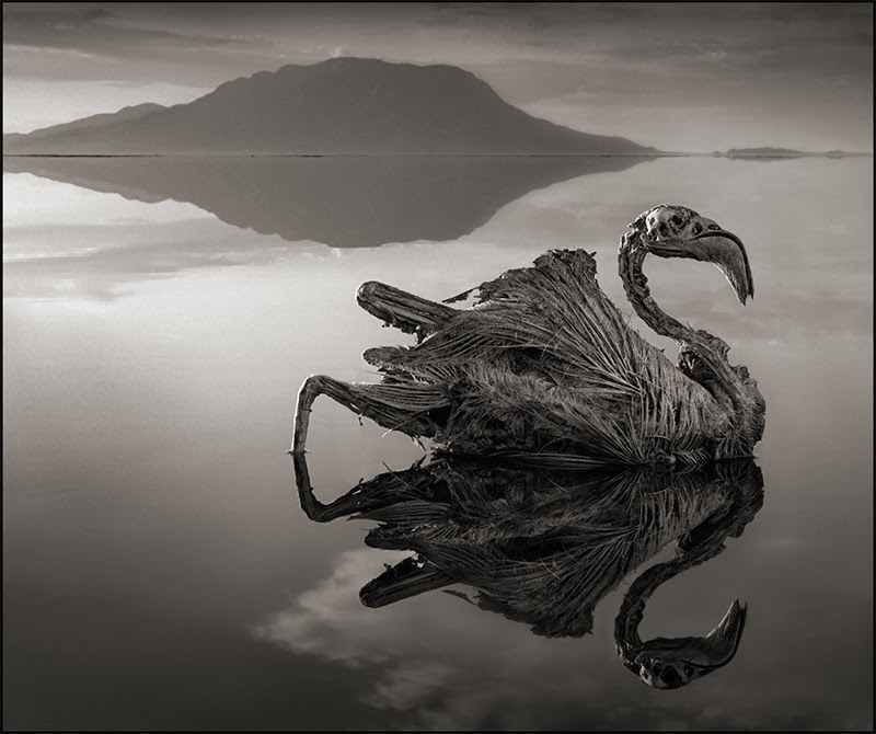 Q. DESIGNS: Nick Brandt Photography