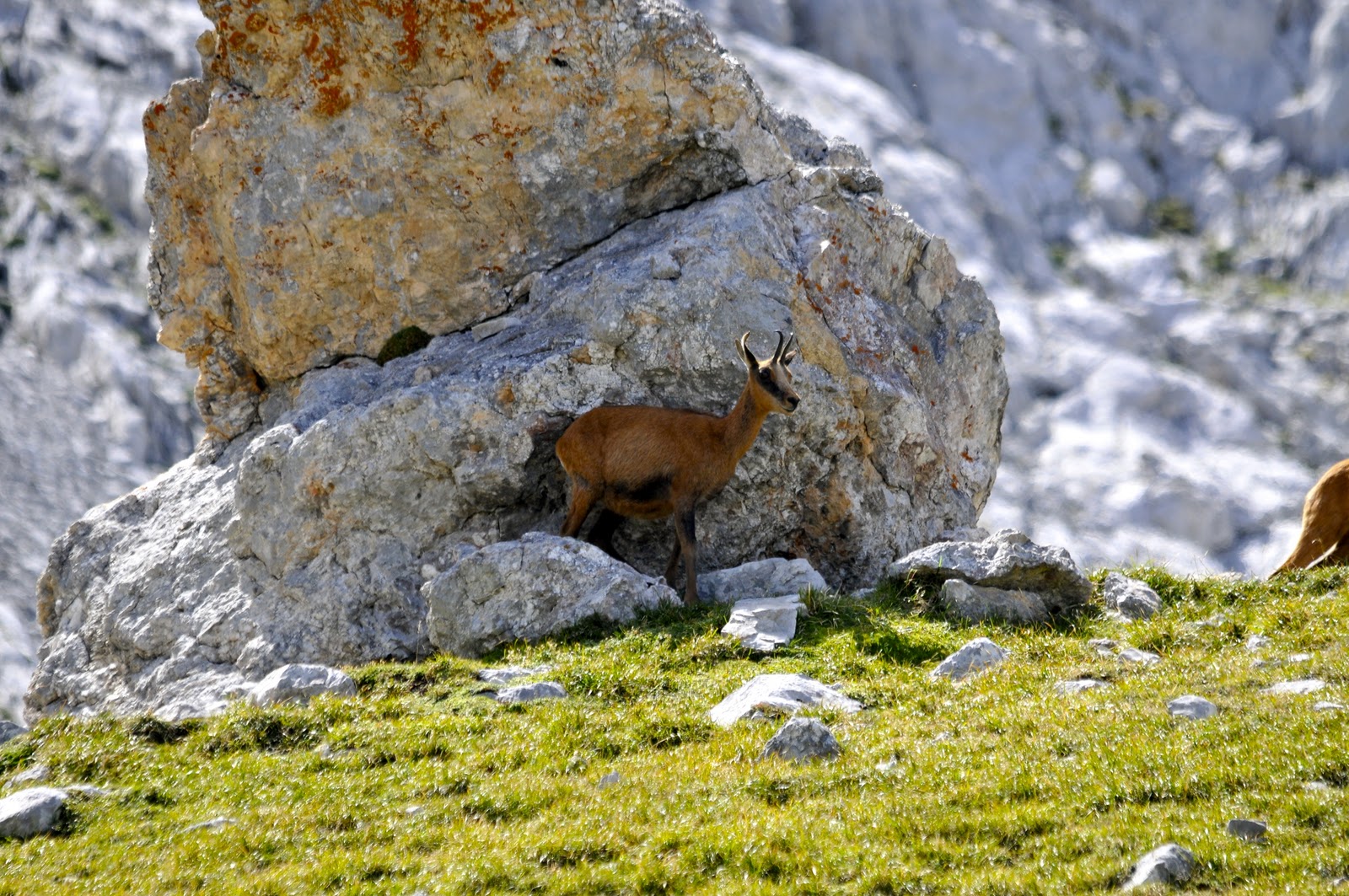 EL NIDO DEL XUAN: EL REBECO (Rupicabra rupicabra)