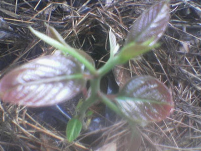 Ironwood Tree - Eusideroxylon zwagerii T. et B. , Ulin