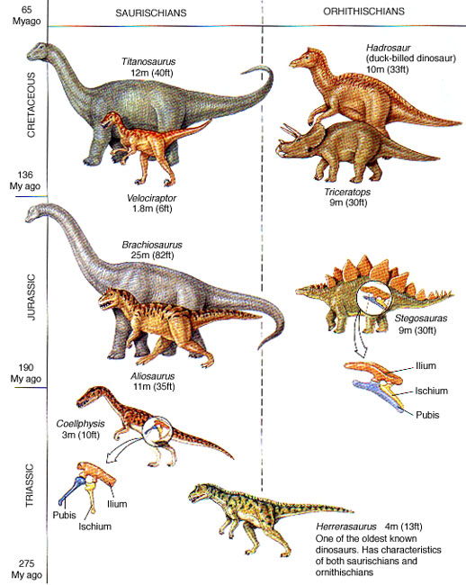 Types of dinosaurs - gasevb