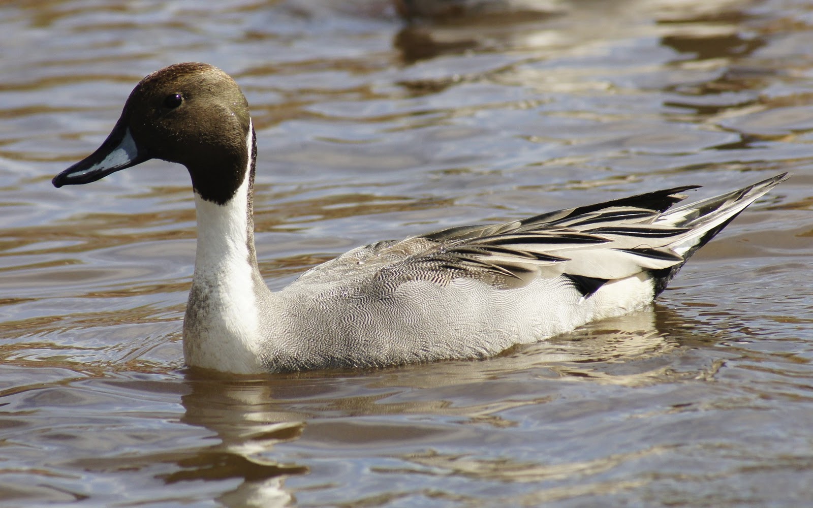 Birding Is Fun!: A Birding Merry-Go-Round