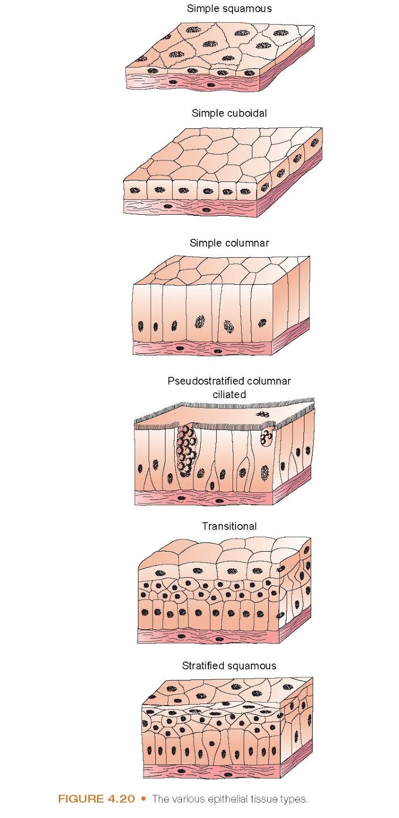 Epithelial Tissue - pediagenosis