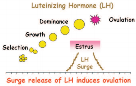 The Oestrus/Estrus Cycle - Vet in Training