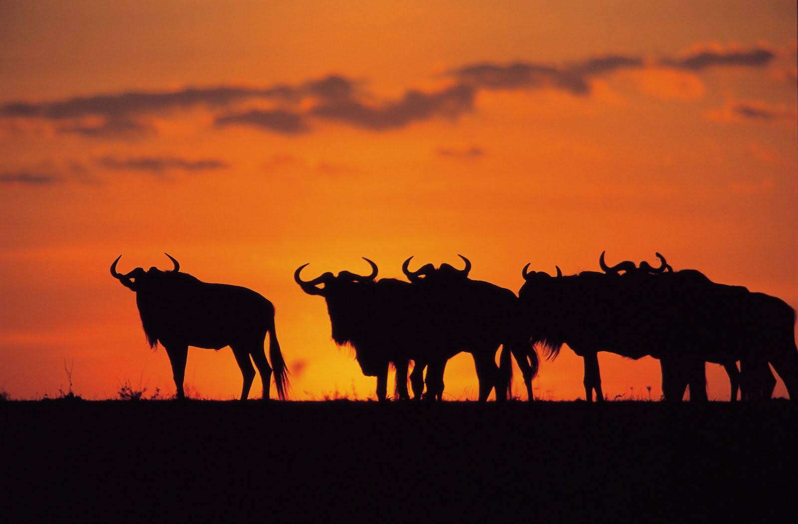 Sabana Africana wallpapers