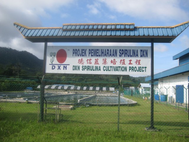 DXN Lifestyle: The Green Food: DXN Spirulina