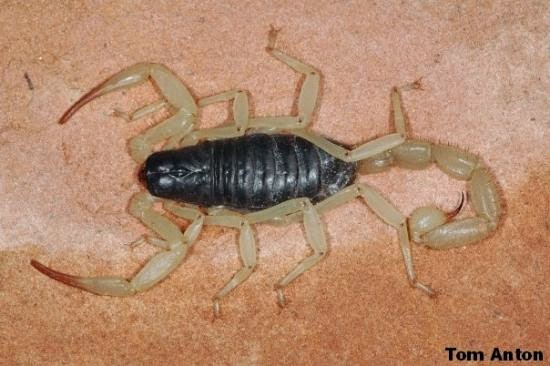 Le monde des scorpions : les scorpions