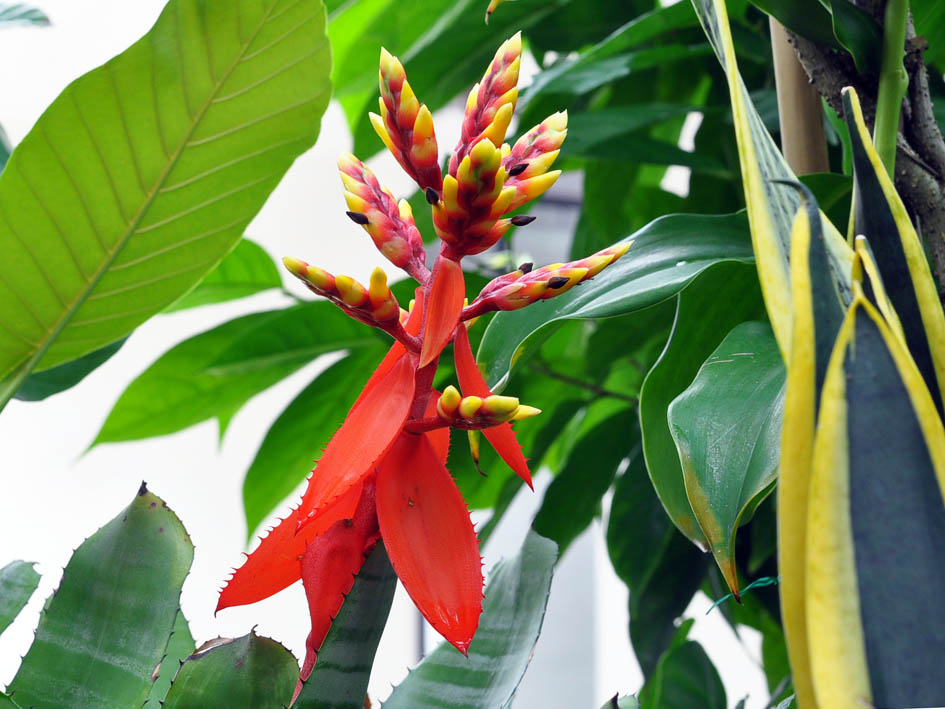 S T i l e T To: Aechmea chantinii - A Bromeliad of Distinction