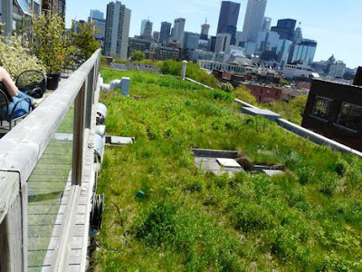 Maximizing Progress: More Greenroofs ~ Inspiring Arboria Upstairs!