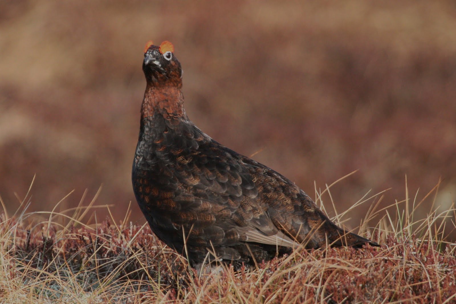 The Bagsy Blog: Four Grouse and a Crossbill
