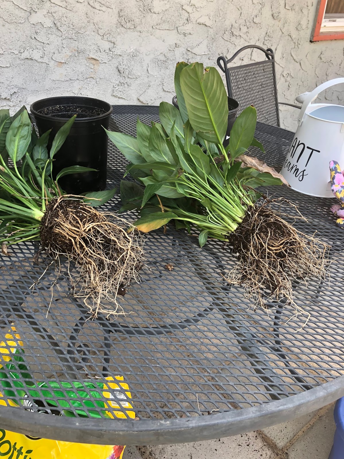 CO-Horts: When a Houseplant Outgrows its Home...