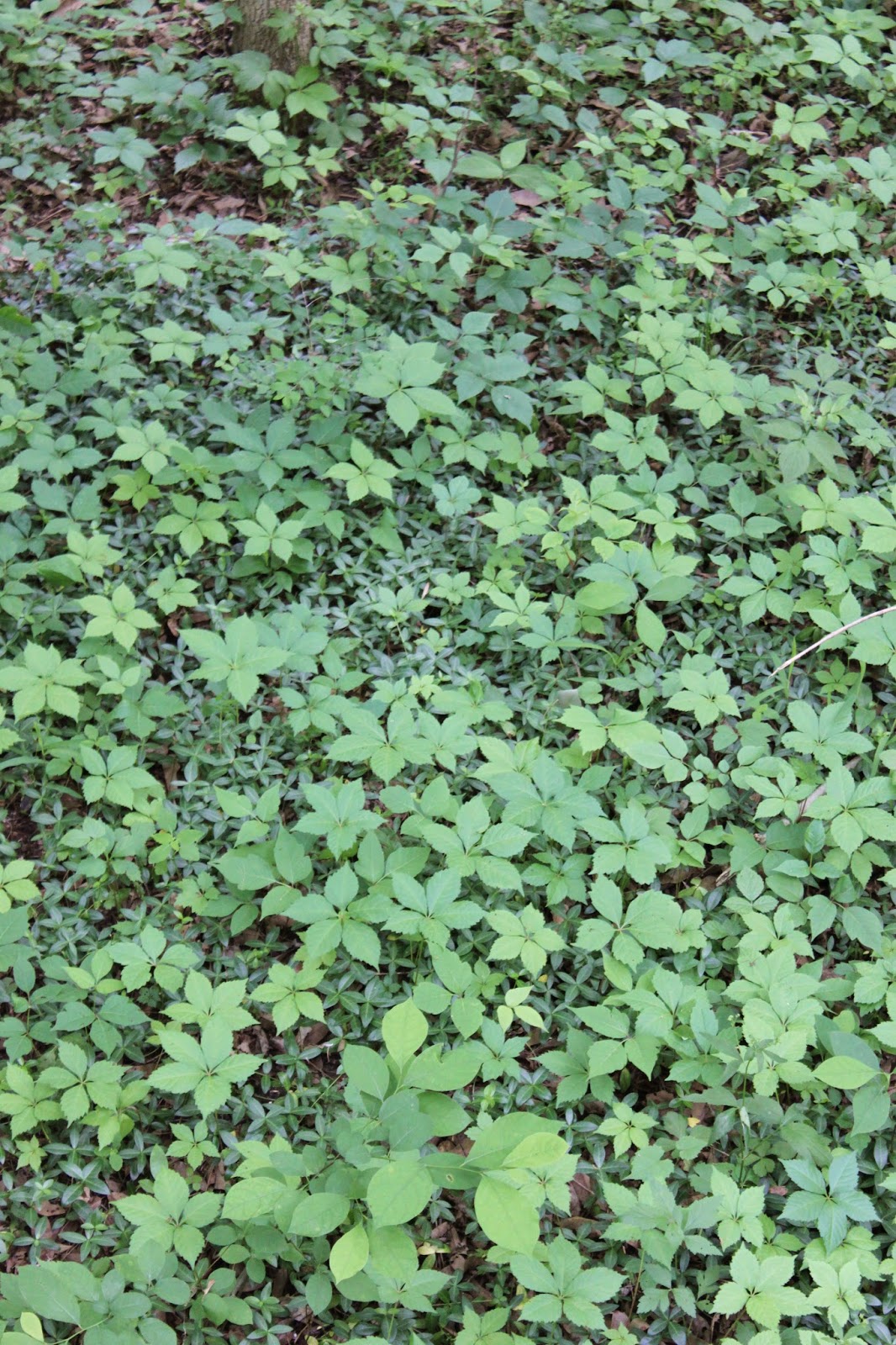 Life's a Trip: Sinking Spring Farm...