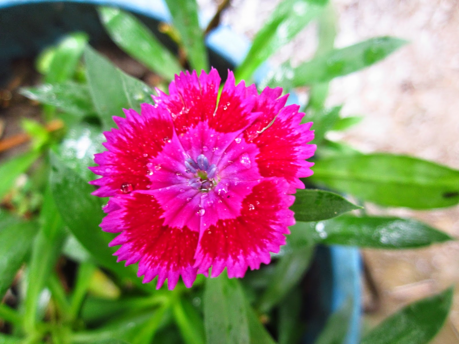 Sudaraka සුදාරක: Carnation Flower