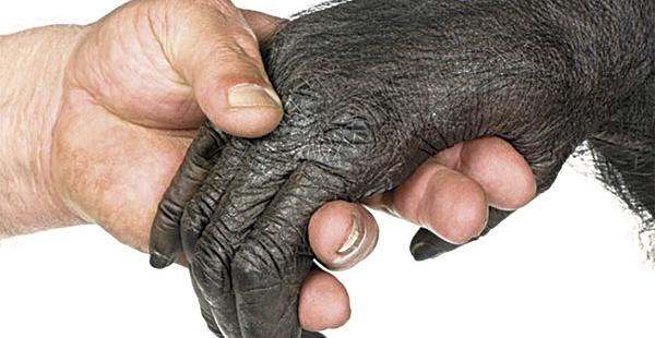 La mano humana evolucionó menos que la del chimpancé | Noticias de Ciencia