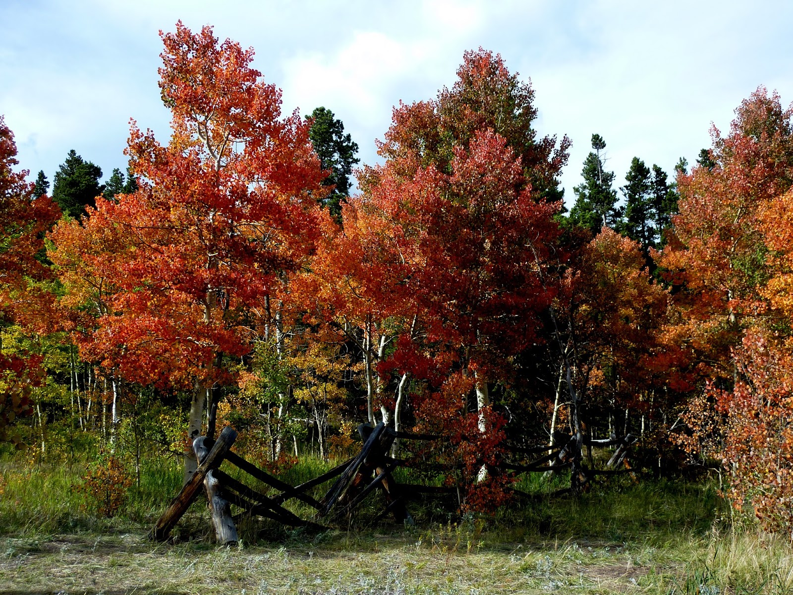 CO-Horts: Native plants for fall color