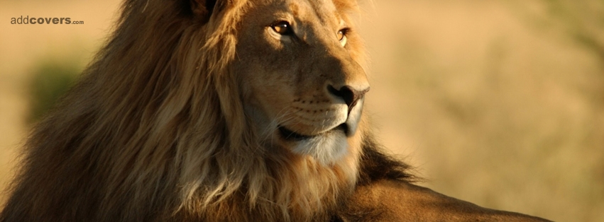 Animals facebook cover photos for nice - Cover Pics 24 | Facebook Cover ...