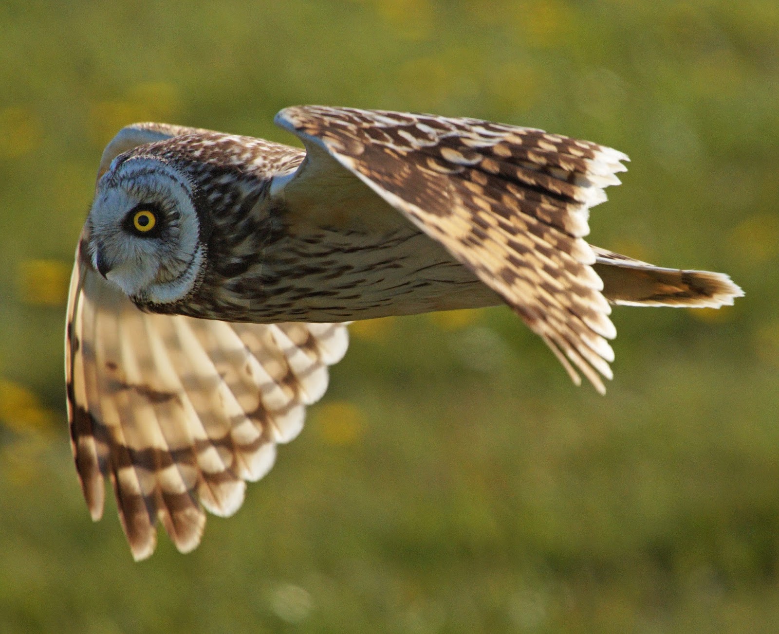 De wereld door mijn lenzen: De Velduil