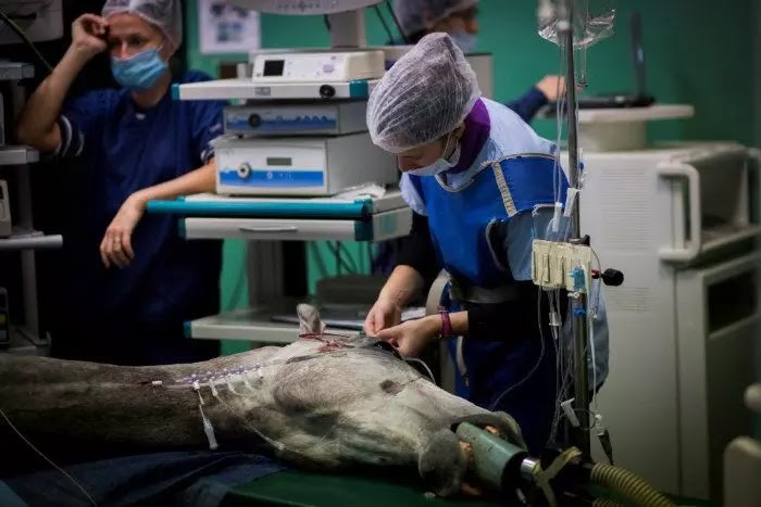 PHOTOS. En France, une clinique vétérinaire soigne les chevaux presque ...
