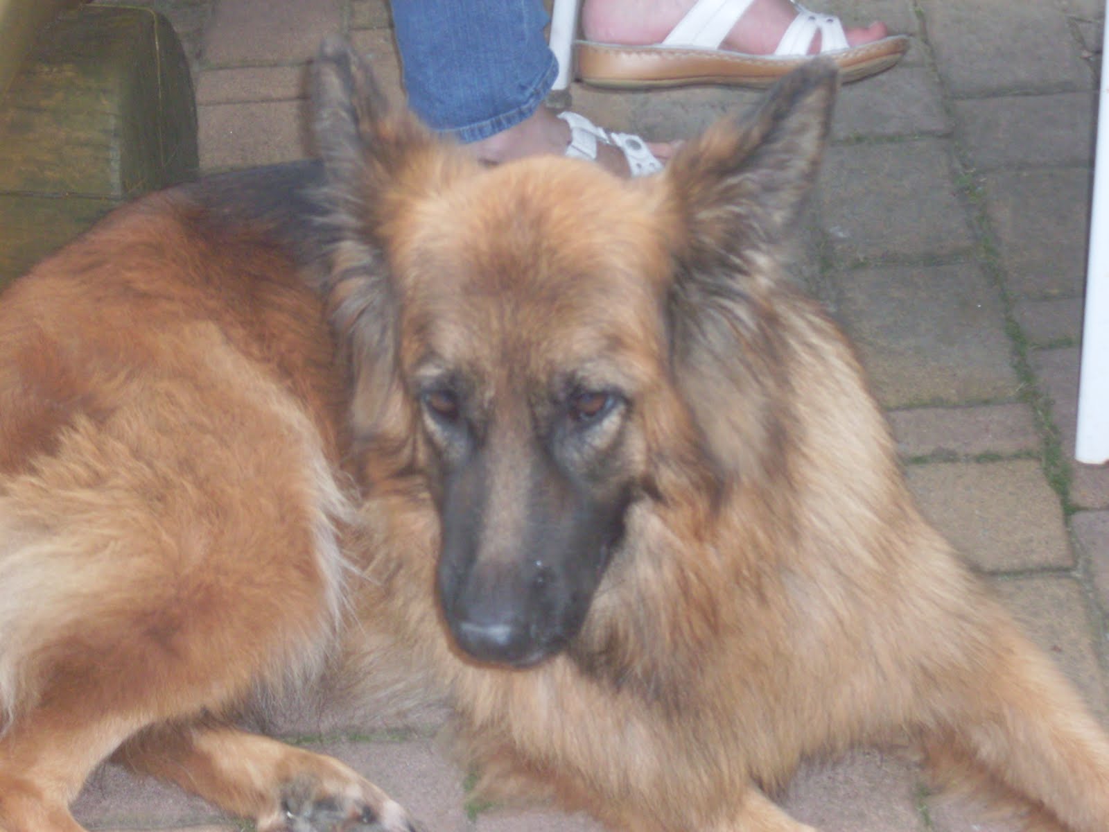 Tiere: Deutsche Schäferhunde