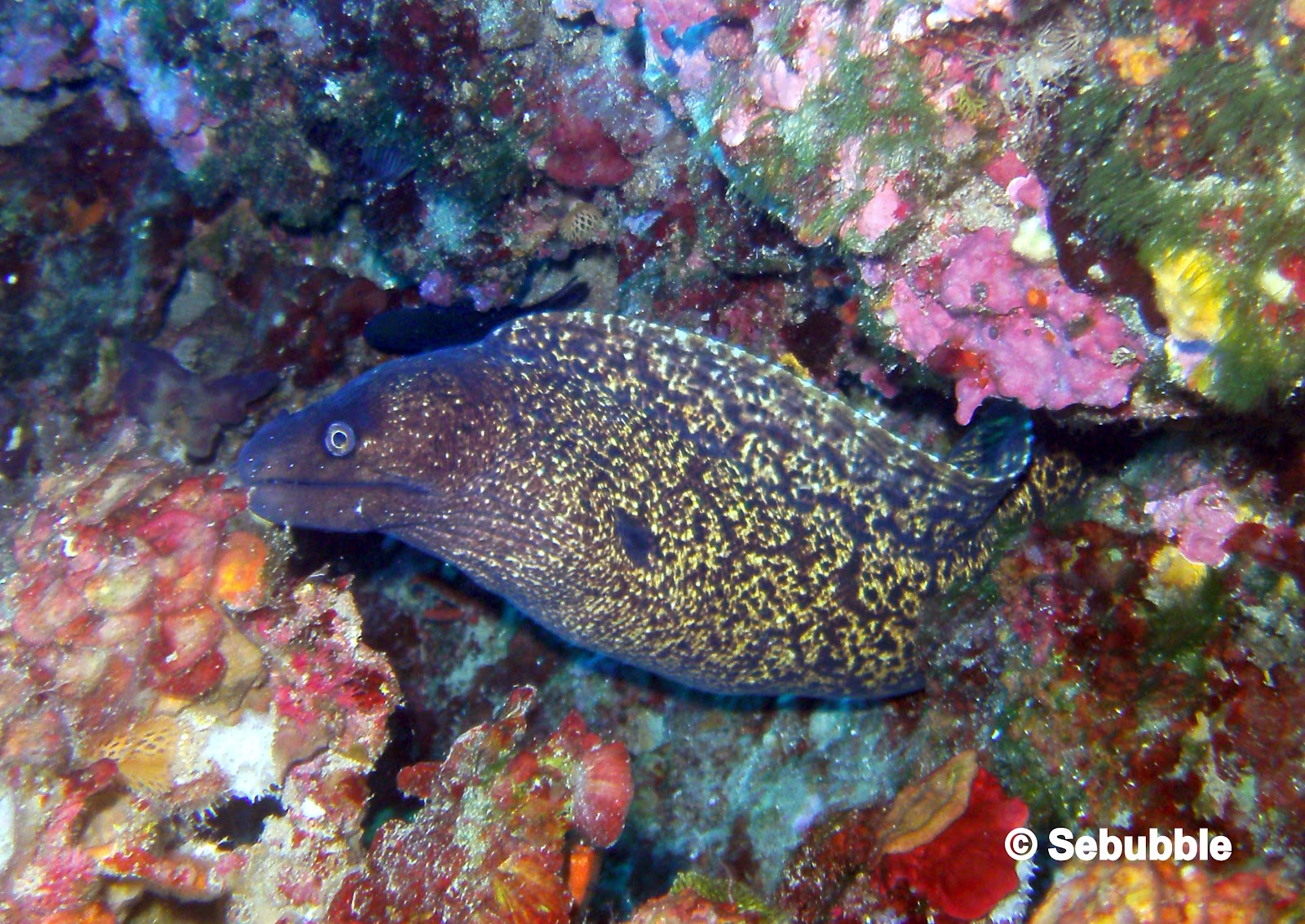 Plongée à Majorque: Le poisson serpent de Majorque