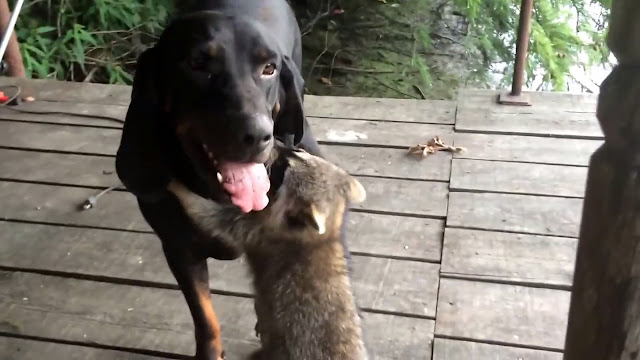 White Wolf : Rescued Raccoon Becomes Best Friends With A Coon Dog
